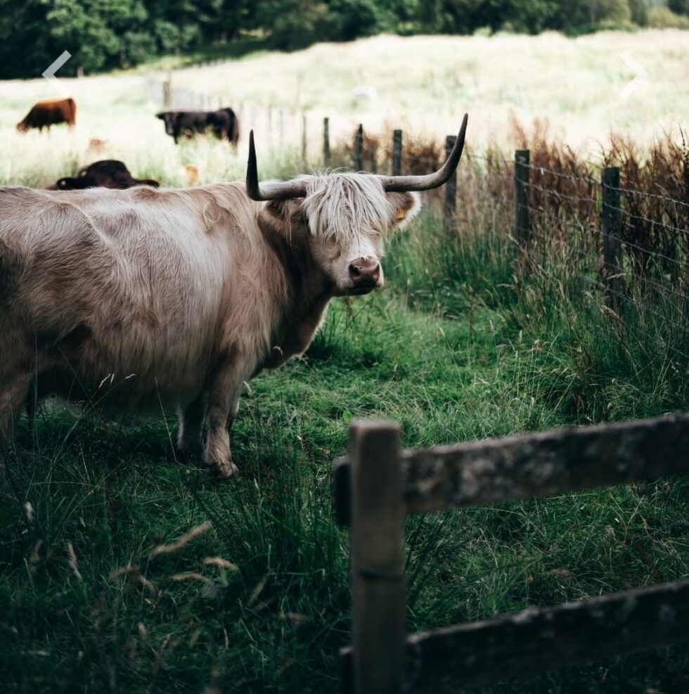 Cowboys of the Cross | Welcome to Cowboys of the Cross: a rodeo ...